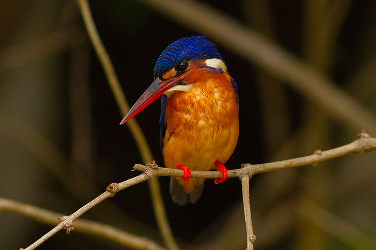 The Birding Tours Specialist in Borneo - Borneo Birding
