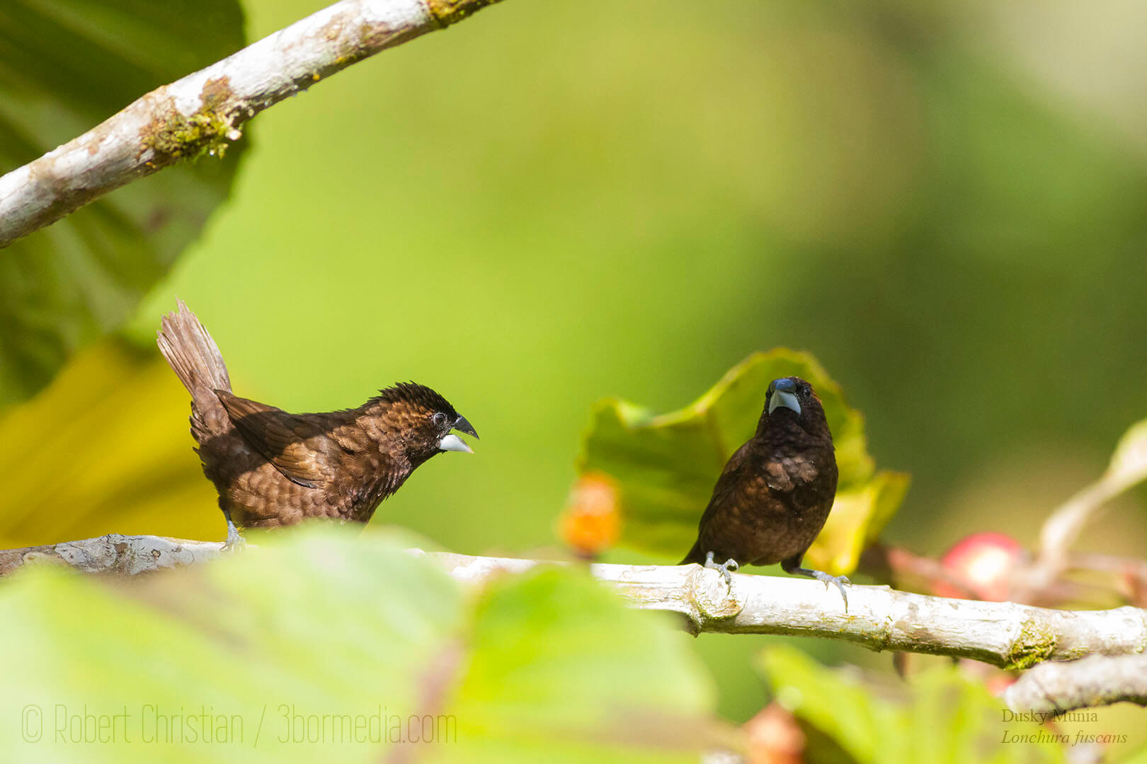 Best Birding Destinations by Borneo Eco Tours