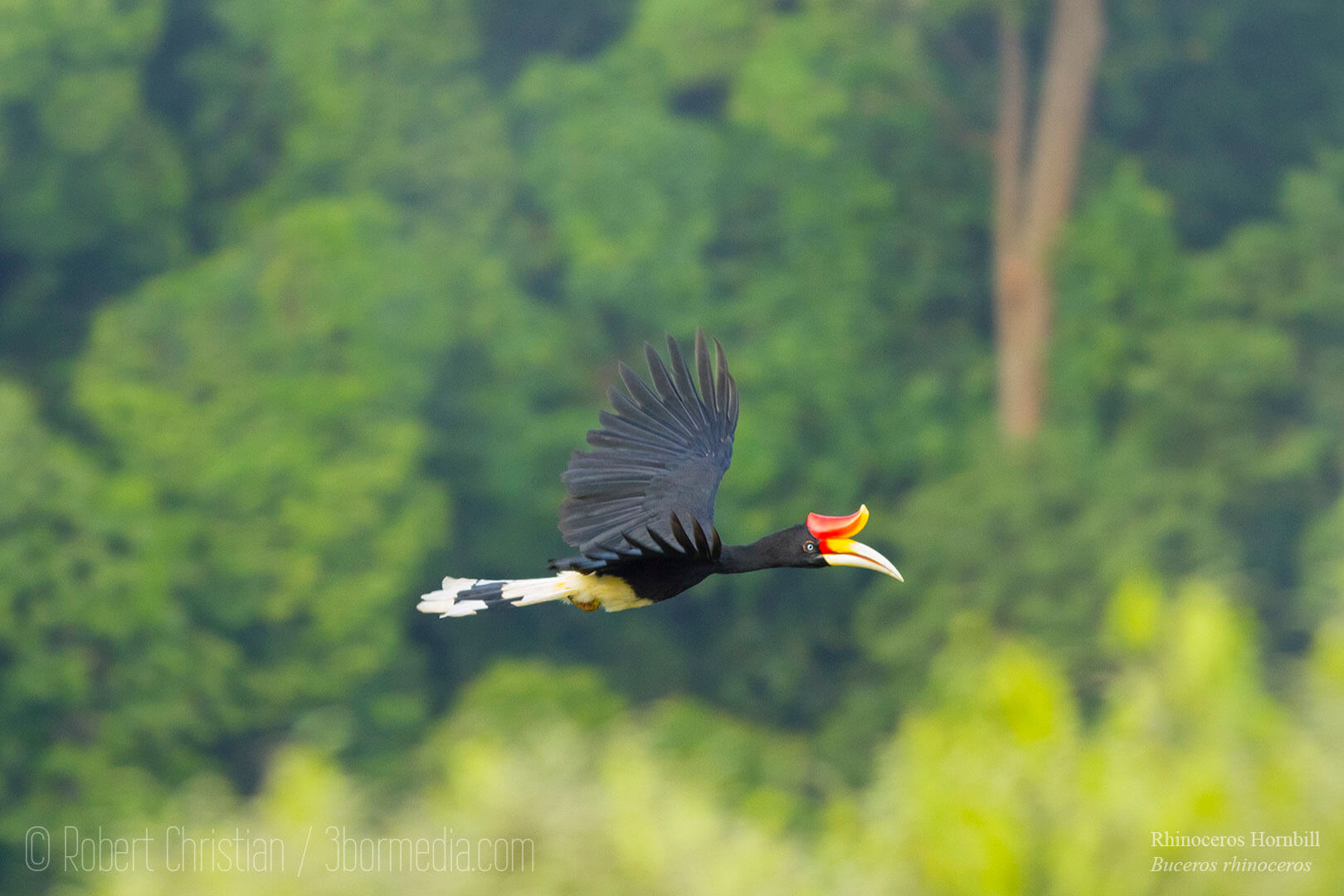 Best Birding Destinations by Borneo Eco Tours